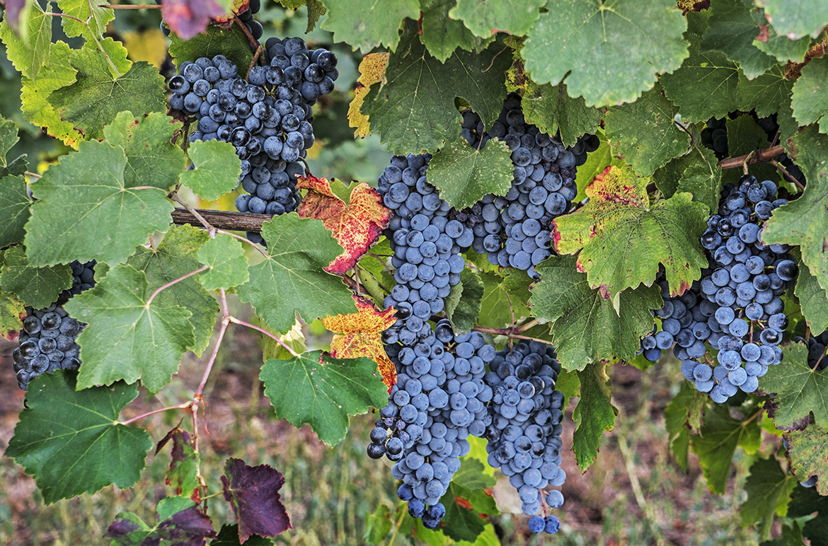 Kermit Lynch Wine Merchant