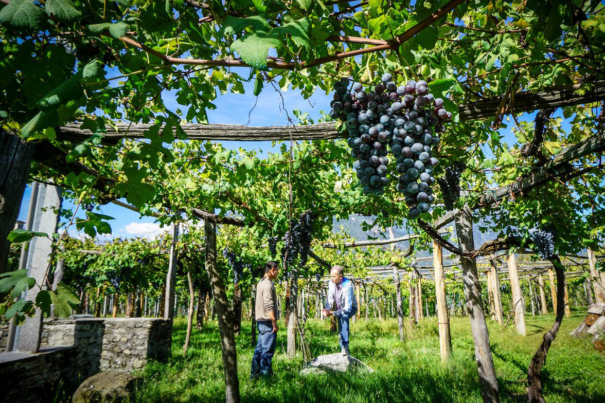 Kermit Lynch Wine Merchant