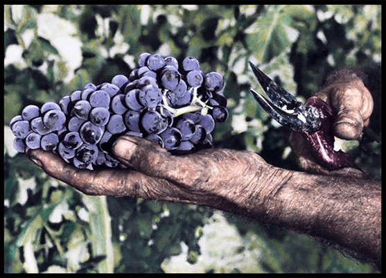 Kermit Lynch Wine Merchant